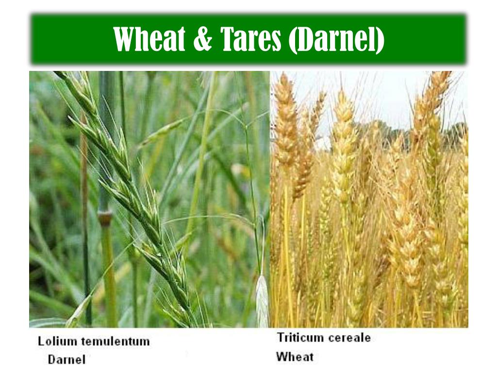 Three Types of Spiritual Weeds – Adam Will